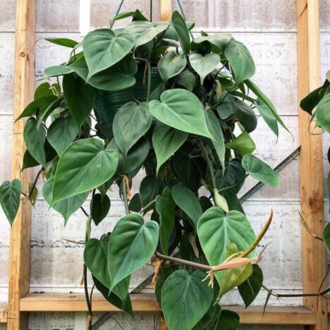 11 hermosas enredaderas para el interior tu hogar - JARDINES CASA