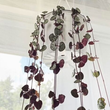 11 hermosas enredaderas para el interior tu hogar - JARDINES CASA