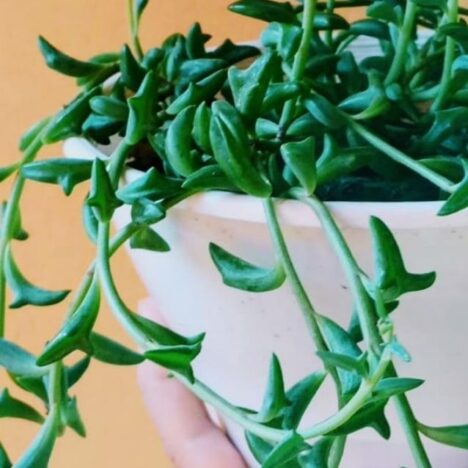 11 hermosas enredaderas para el interior tu hogar - JARDINES CASA
