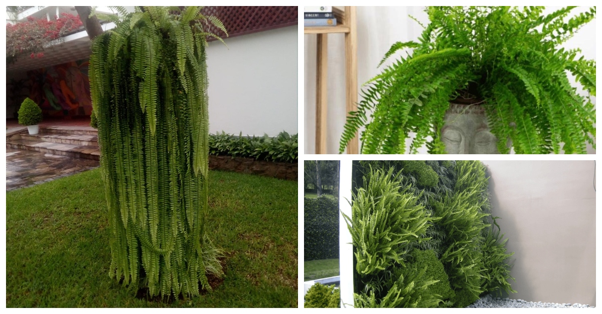 Jardines de helechos - JARDINES CASA