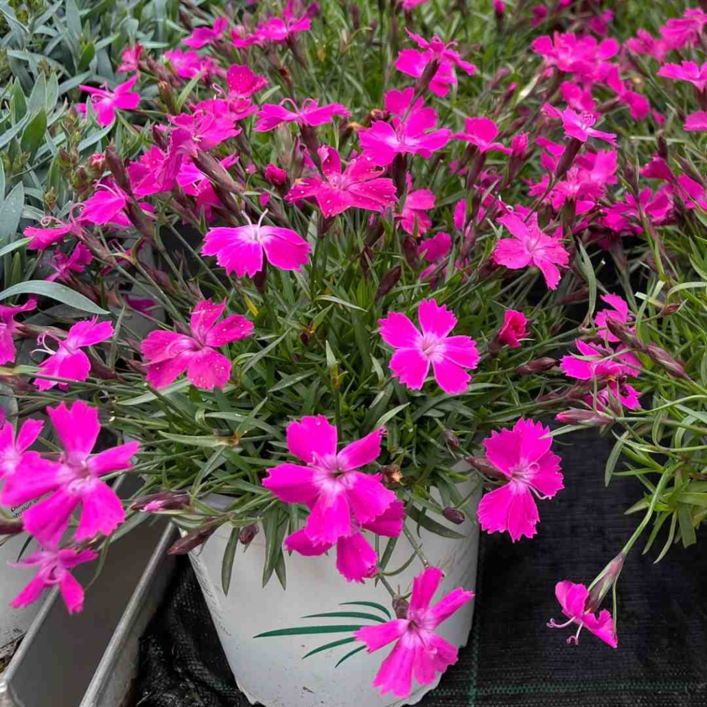 Jardines de Claveles (Dianthus caryophyllus) - JARDINES CASA