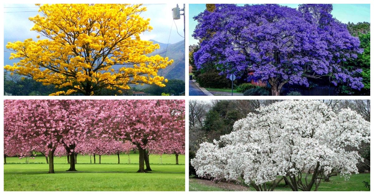 Jardines con árboles - JARDINES CASA
