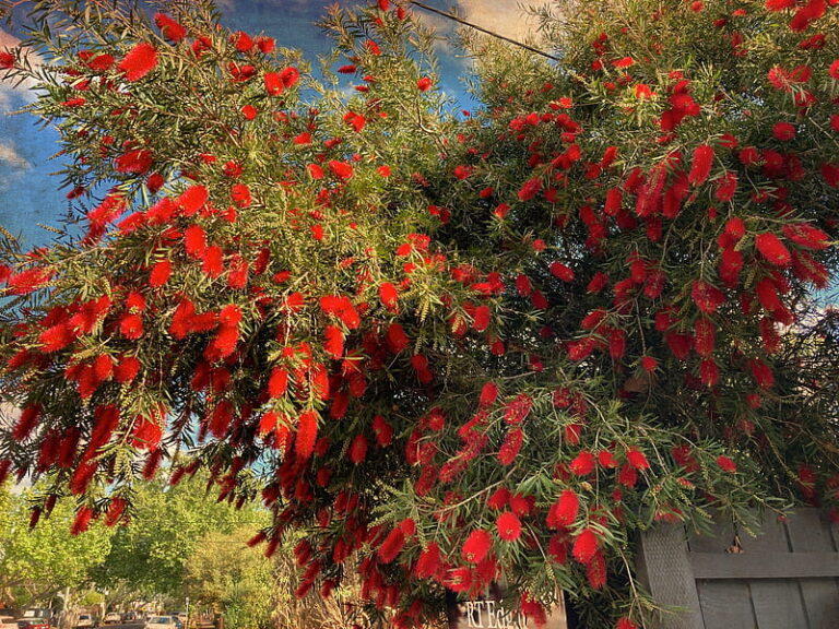 10 árboles con flores rojas para sembrar en tu jardín - JARDINES CASA