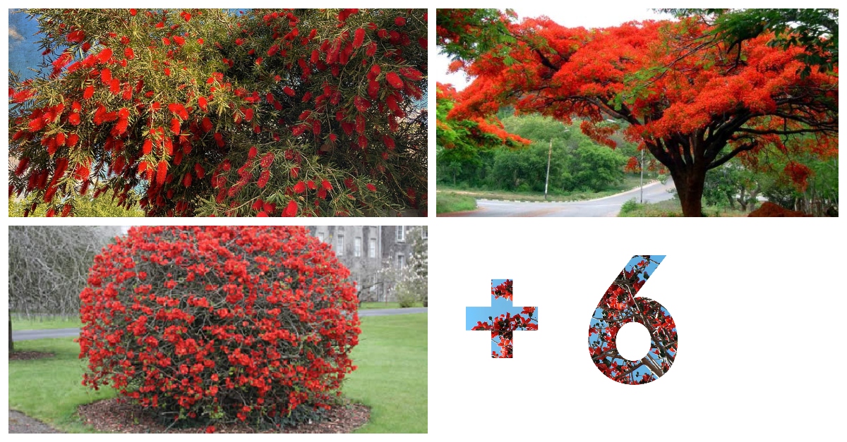 10 árboles con flores rojas para sembrar en tu jardín - JARDINES CASA