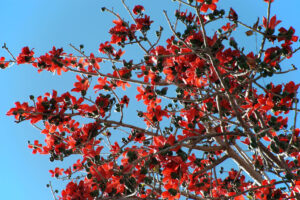 10 árboles con flores rojas para sembrar en tu jardín - JARDINES CASA