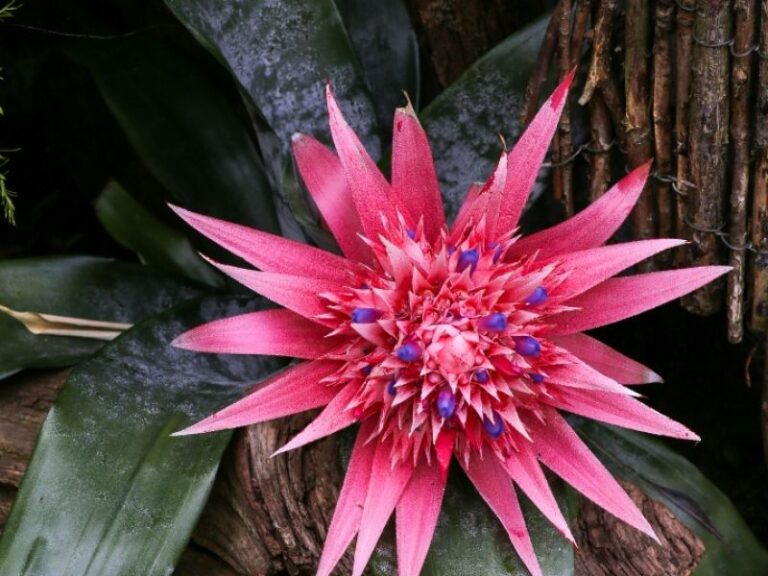 + 10 flores en forma de estrella - JARDINES CASA
