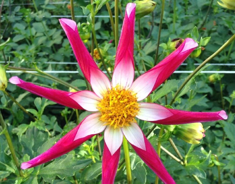 + 10 flores en forma de estrella - JARDINES CASA