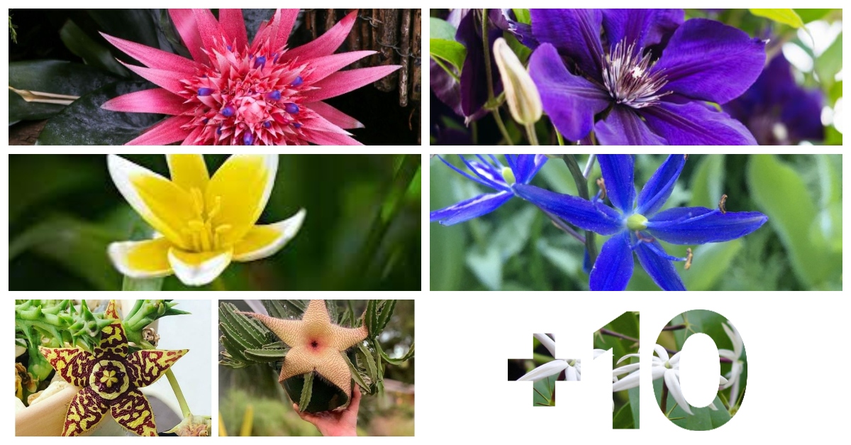 + 10 flores en forma de estrella - JARDINES CASA