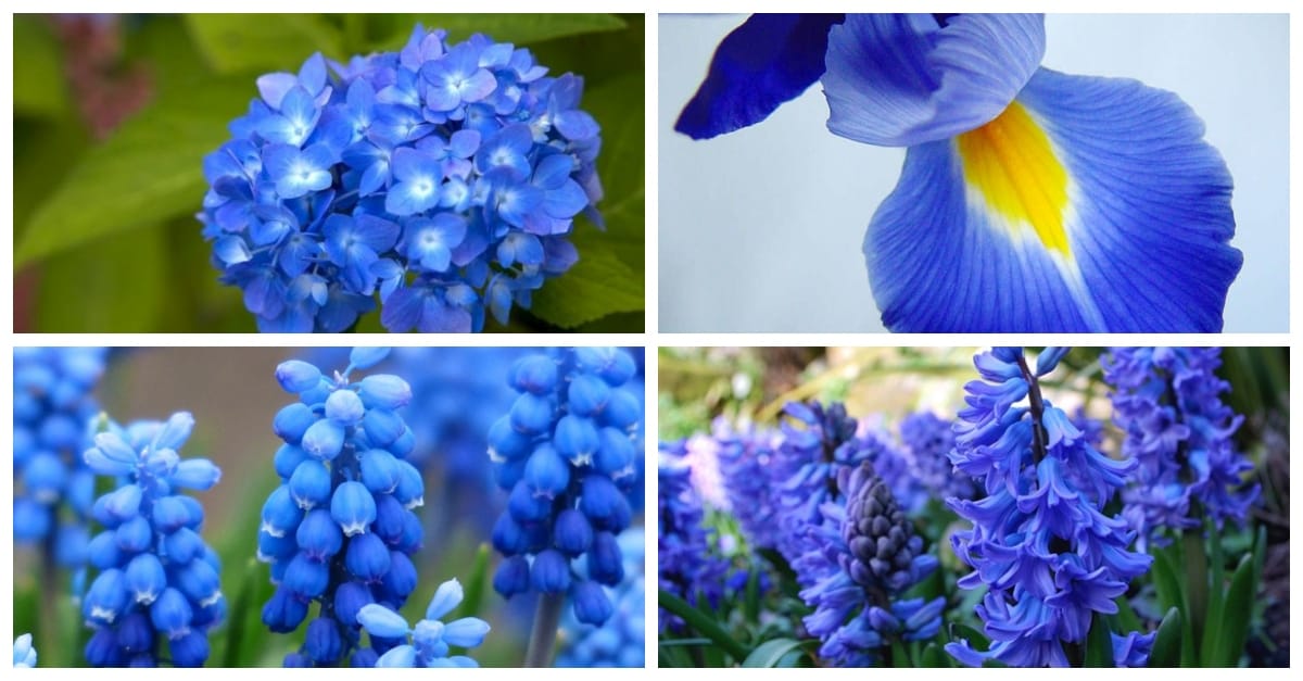 Jardines azules - JARDINES CASA