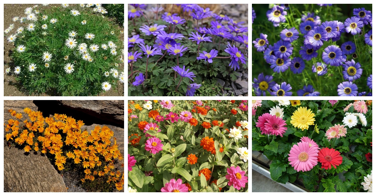 Jardín de margaritas - JARDINES CASA