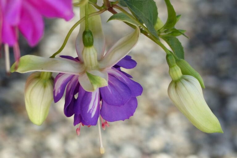 Tipos y variedades de fucsias para crear majestuosos jardines ...