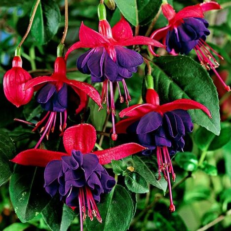 Tipos y variedades de fucsias para crear majestuosos jardines ...