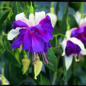 Tipos y variedades de fucsias para crear majestuosos jardines ...