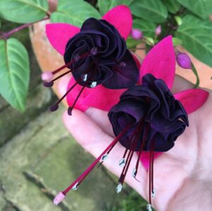 Tipos y variedades de fucsias para crear majestuosos jardines ...