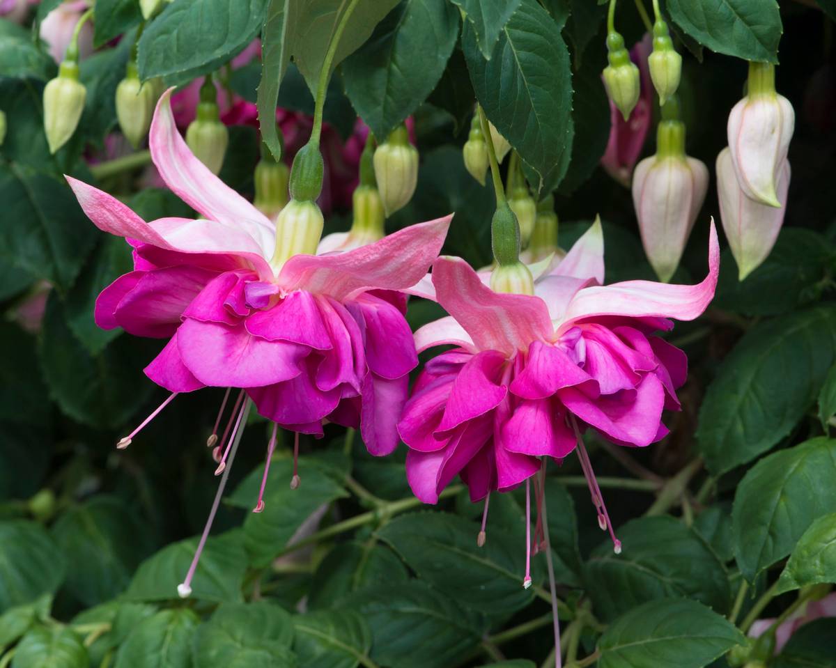 Tipos y variedades de fucsias para crear majestuosos jardines ...