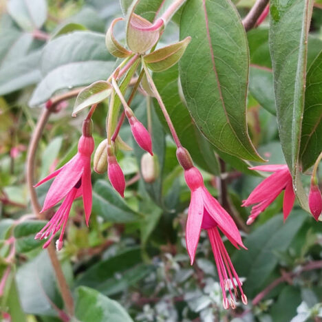 Tipos y variedades de fucsias para crear majestuosos jardines ...