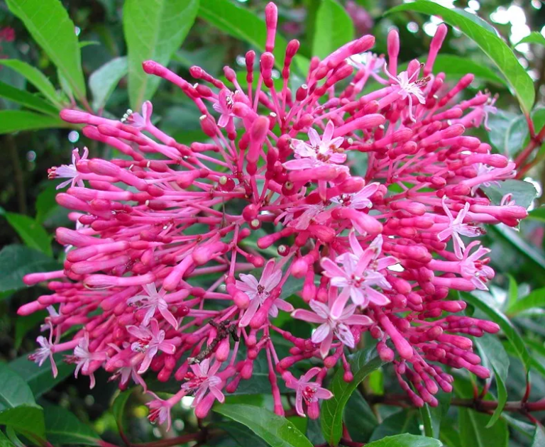 Tipos y variedades de fucsias para crear majestuosos jardines ...