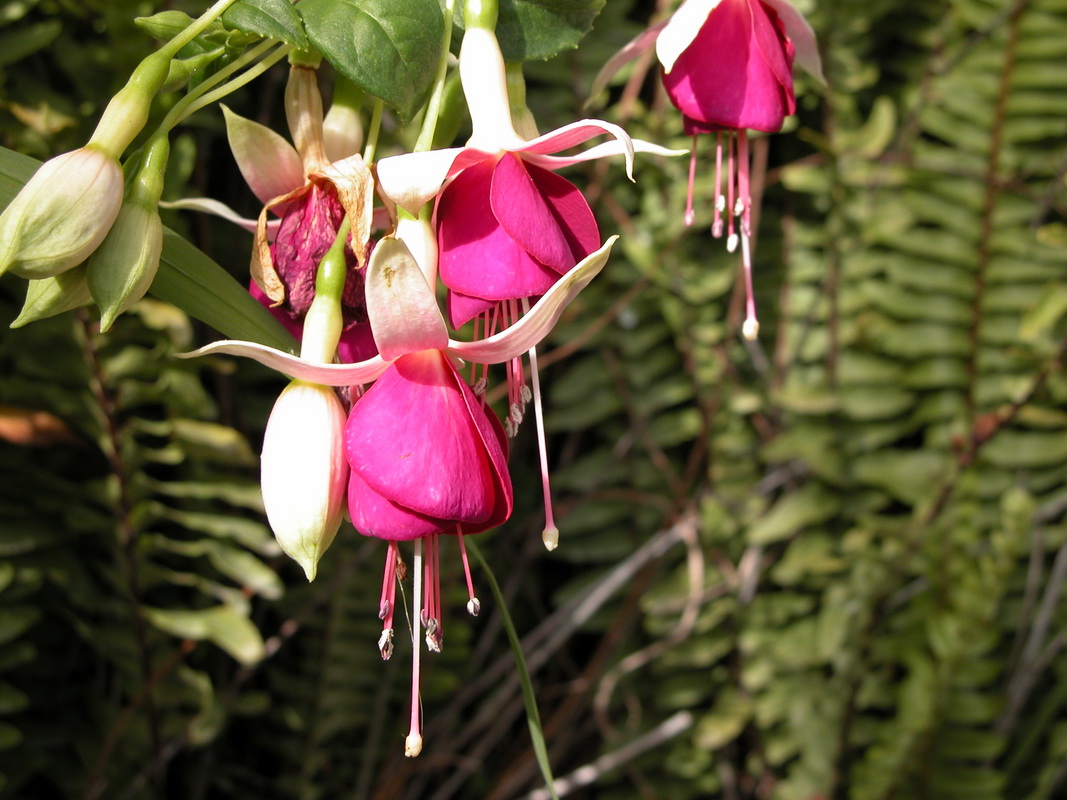 Tipos y variedades de fucsias para crear majestuosos jardines ...