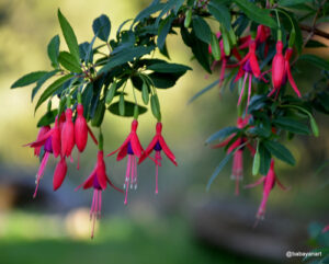 Tipos y variedades de fucsias para crear majestuosos jardines ...
