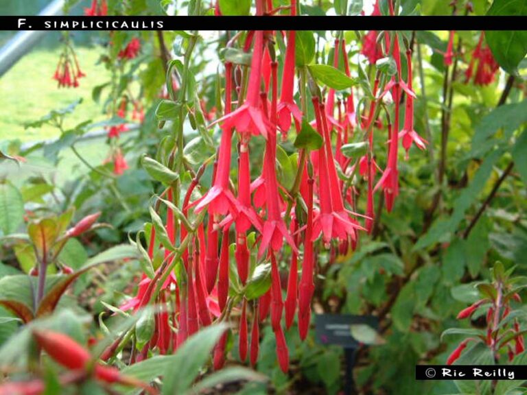 Tipos y variedades de fucsias para crear majestuosos jardines ...