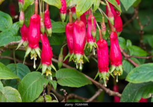 Tipos y variedades de fucsias para crear majestuosos jardines ...