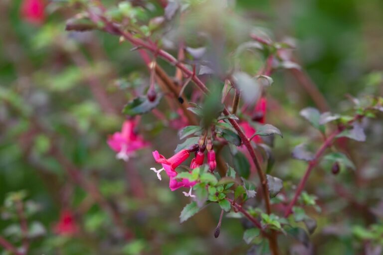 Tipos y variedades de fucsias para crear majestuosos jardines ...