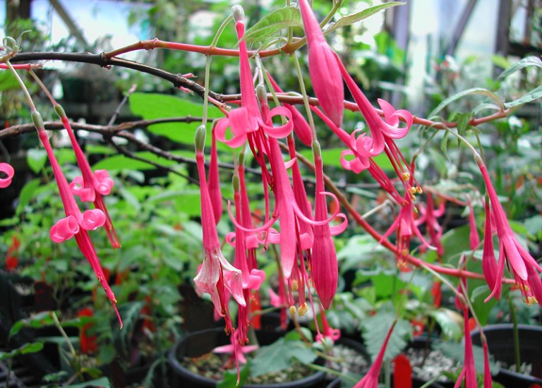 Tipos y variedades de fucsias para crear majestuosos jardines ...