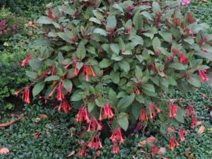 Tipos y variedades de fucsias para crear majestuosos jardines ...