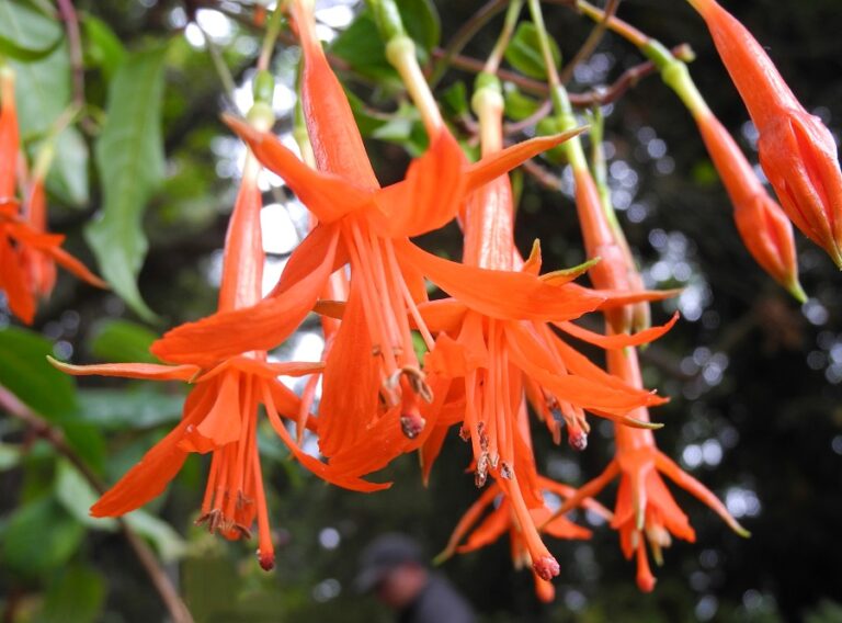 Tipos y variedades de fucsias para crear majestuosos jardines ...