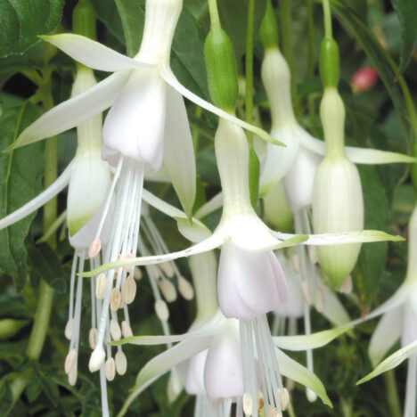 Tipos y variedades de fucsias para crear majestuosos jardines ...