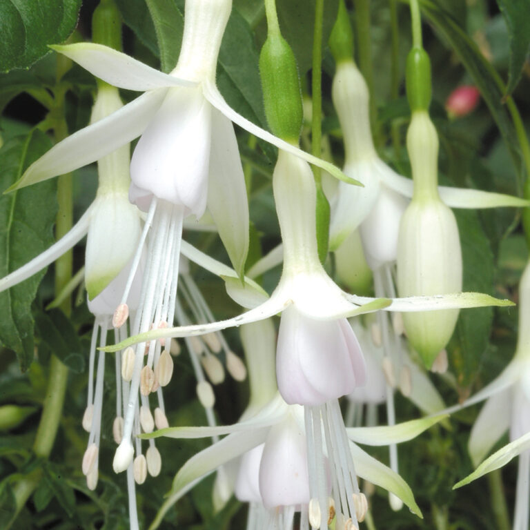 Tipos y variedades de fucsias para crear majestuosos jardines ...