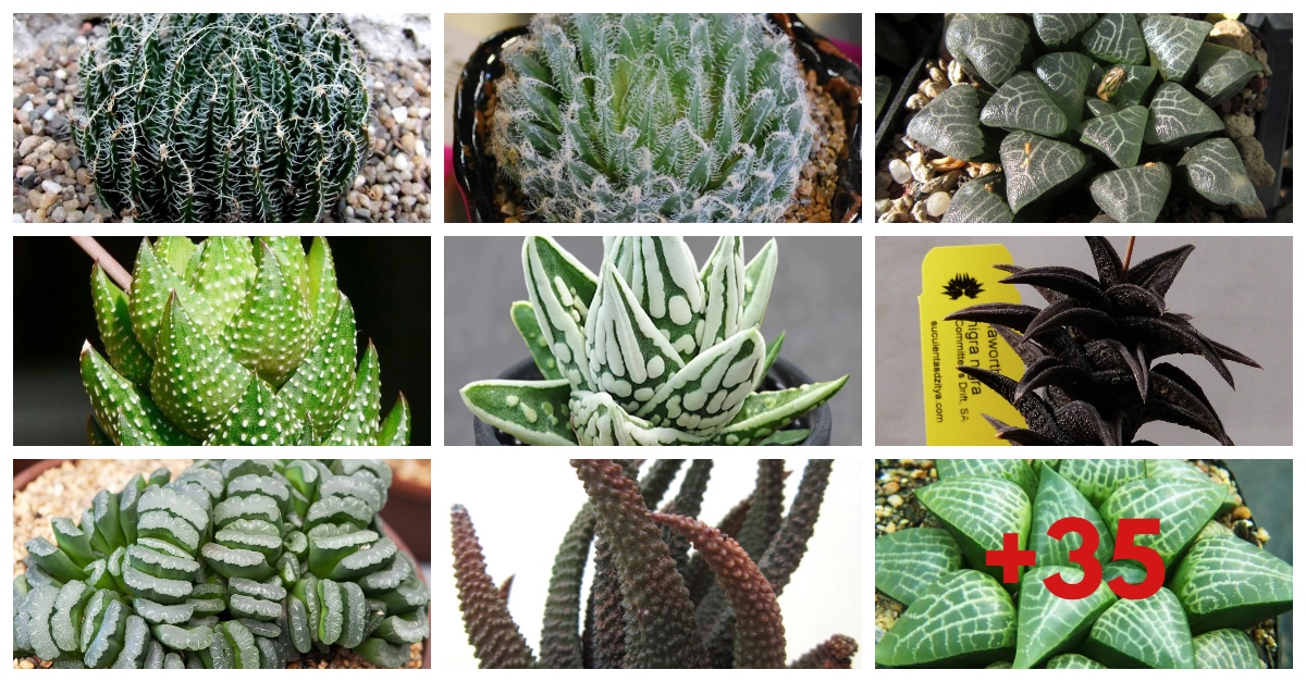 35 hermosas especies de Haworthias para tus jardines - JARDINES CASA