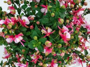 Tipos y variedades de fucsias para crear majestuosos jardines ...