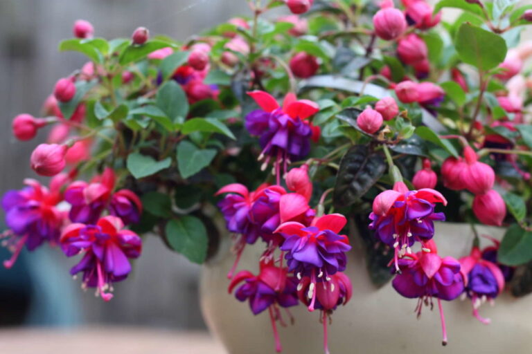 Tipos y variedades de fucsias para crear majestuosos jardines ...