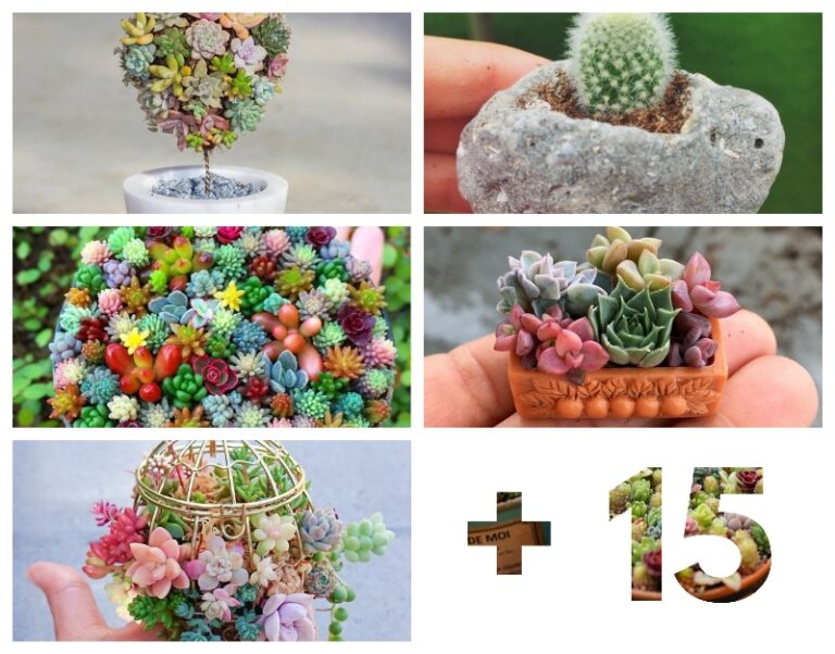 +15 ideas de mini jardines con suculentas - JARDINES CASA
