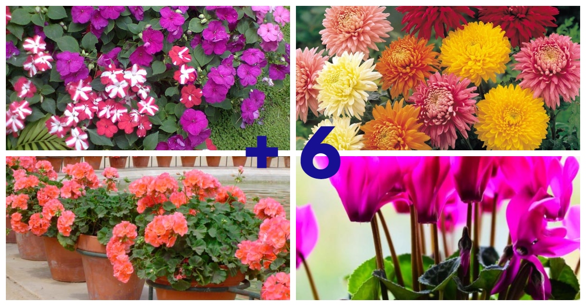 10 plantas que no dejan florecer todo el año - JARDINES CASA