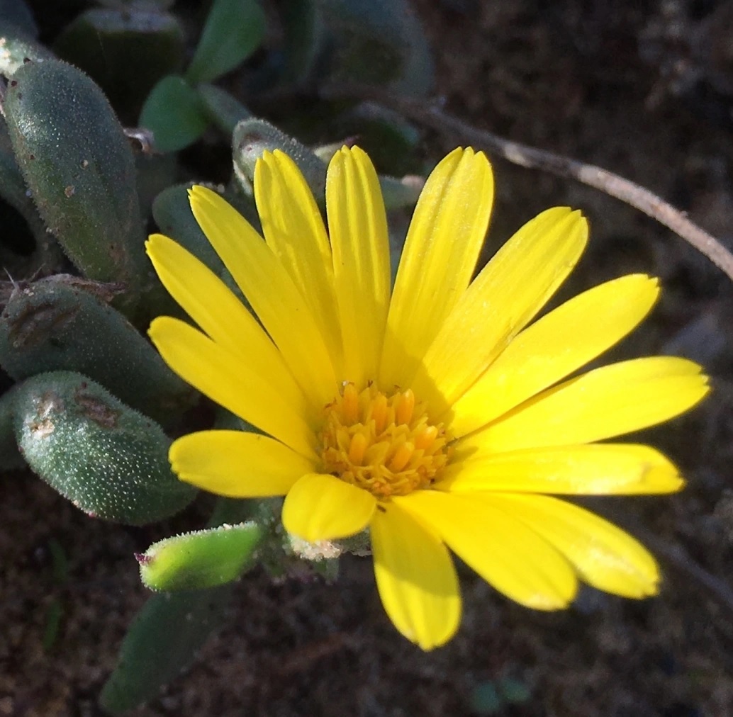 Jardines de caléndulas - JARDINES CASA