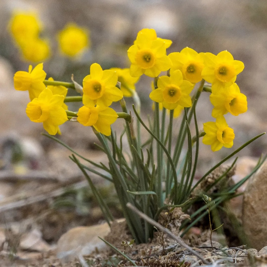 Jardines de narcisos - JARDINES CASA