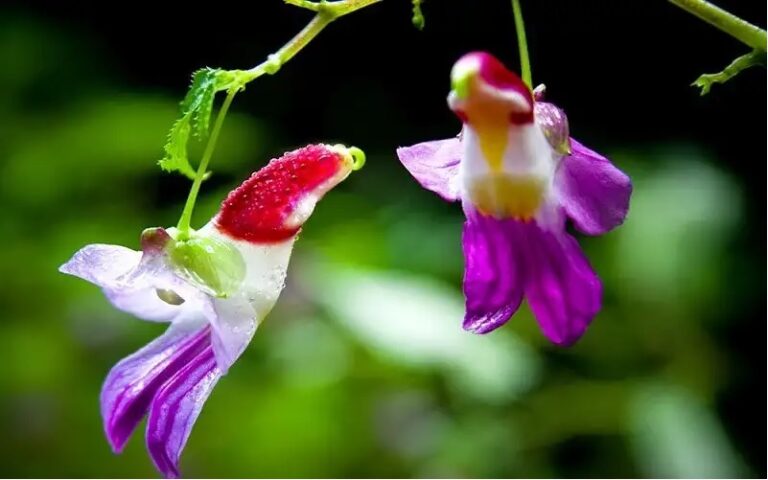 18 tipos de flores extrañas para tu jardín - JARDINES CASA