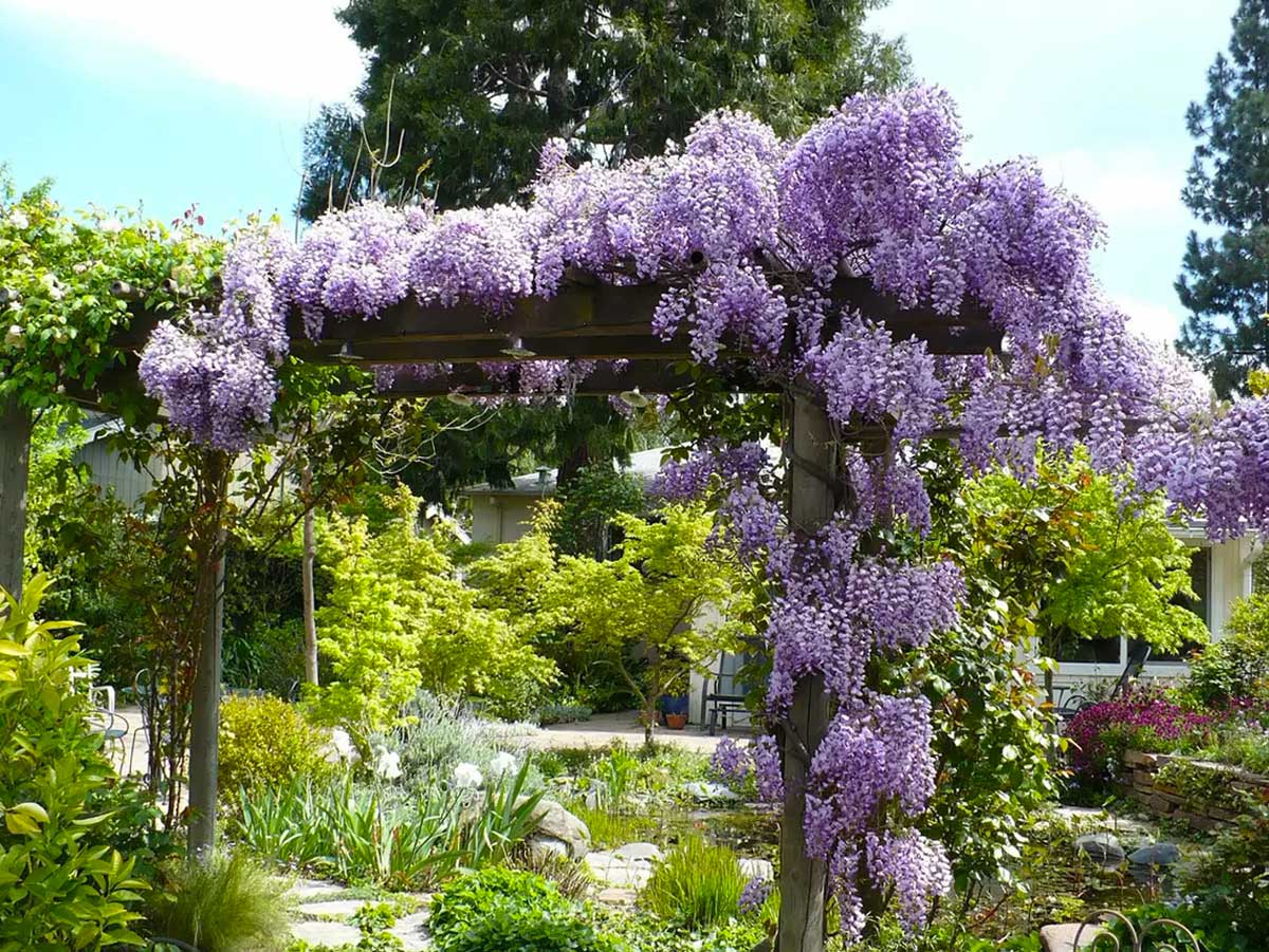 21 ideas de pérgolas con plantas de glicinas - JARDINES CASA