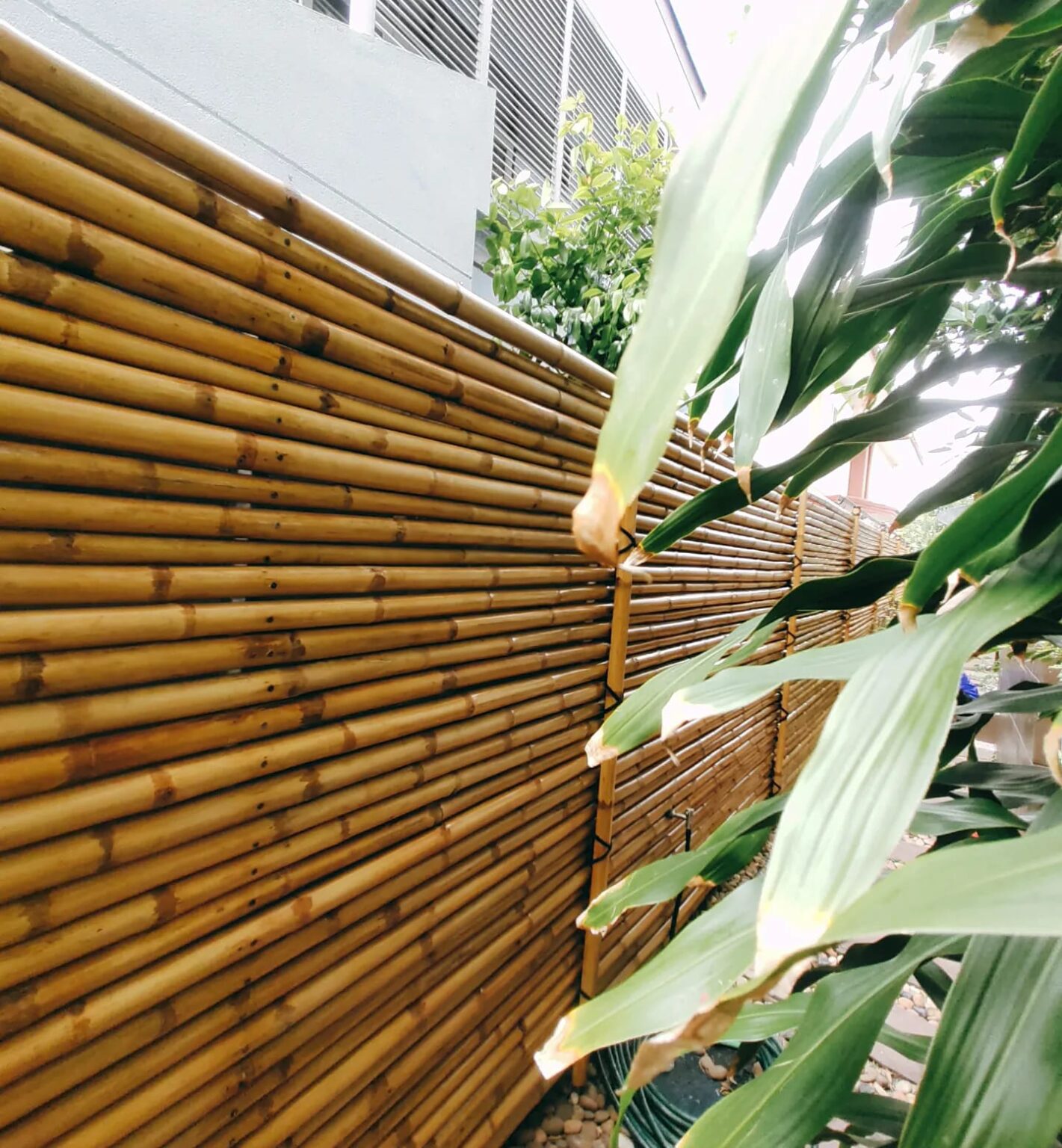 +40 ideas para hacer vallas de cañas de bambú para tus jardines ...