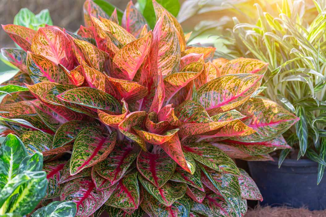 Planta Ornamental: Naturaleza que Embellece tu Hogar - JARDINES CASA